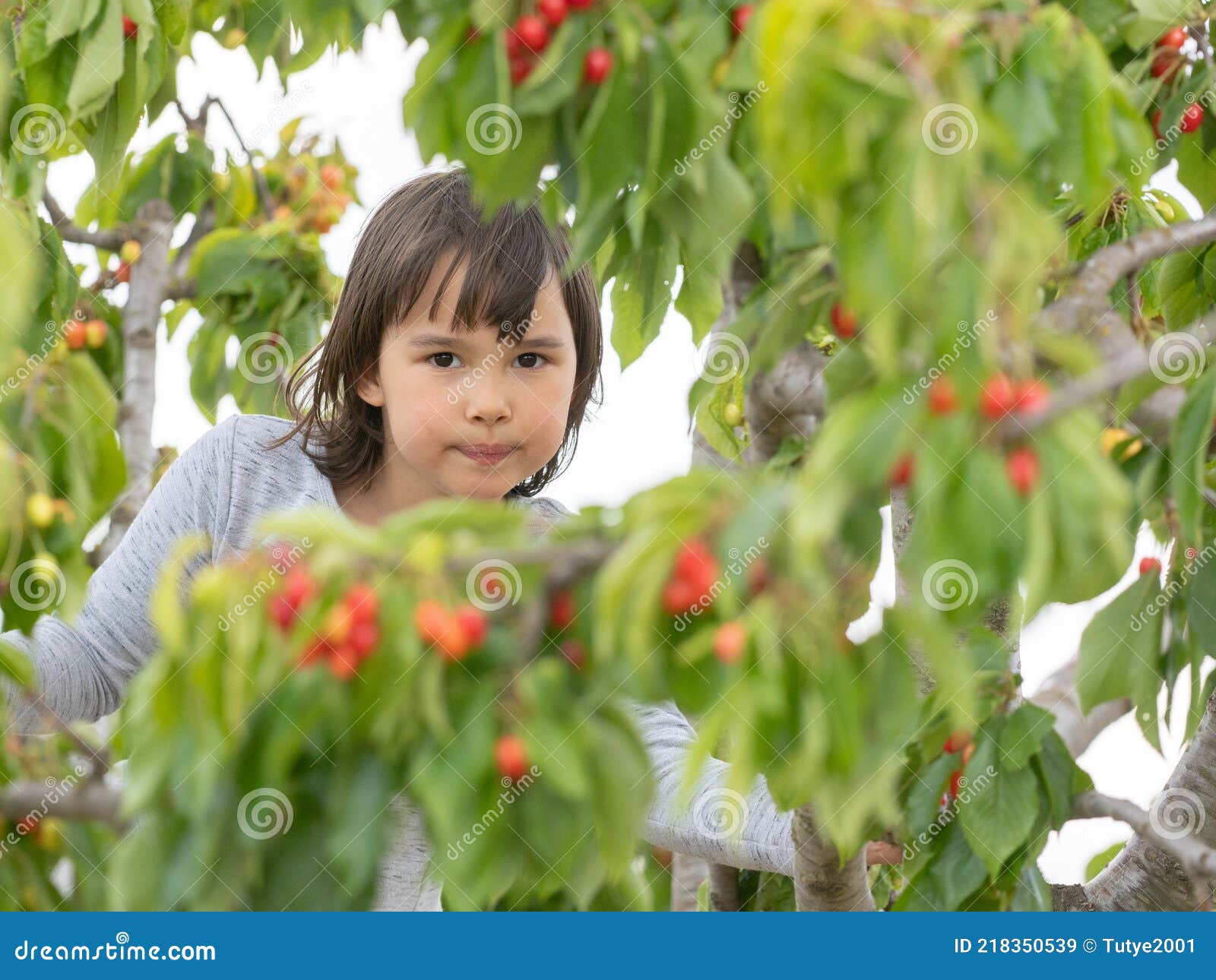Cute Girl Picking Cherries from a Tree on a Summer Day Stock Image ...