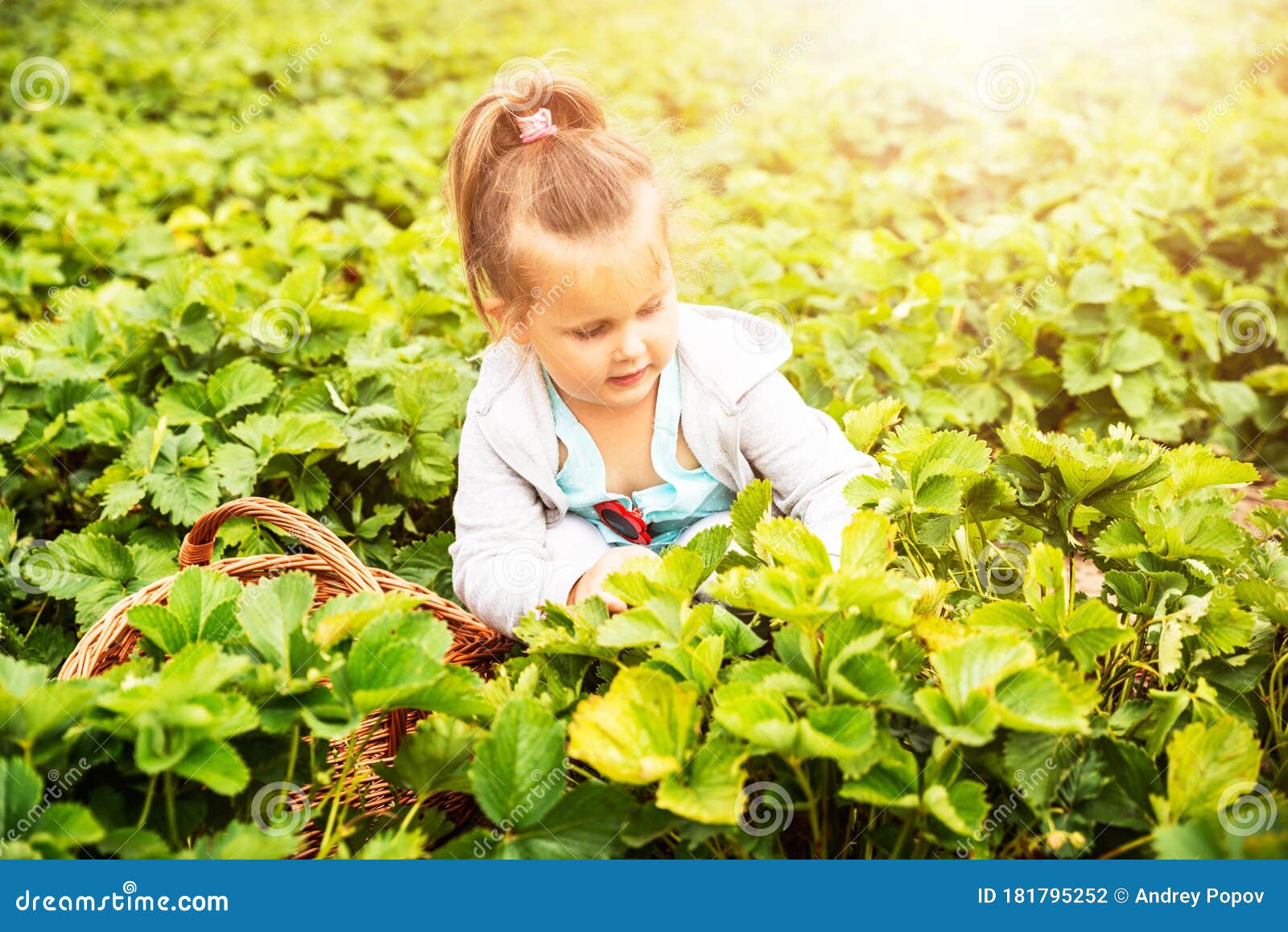 Cute Girl Picking Strawberries Stock Photo - Image of child, little ...