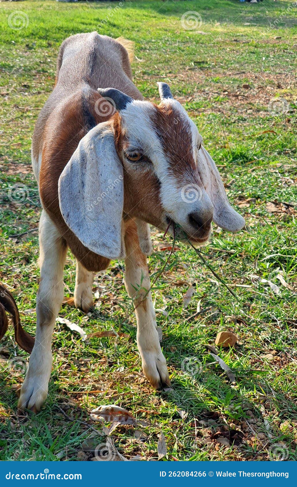 Cute goat stock photo. Image of browncolor, mare, farm - 262084266