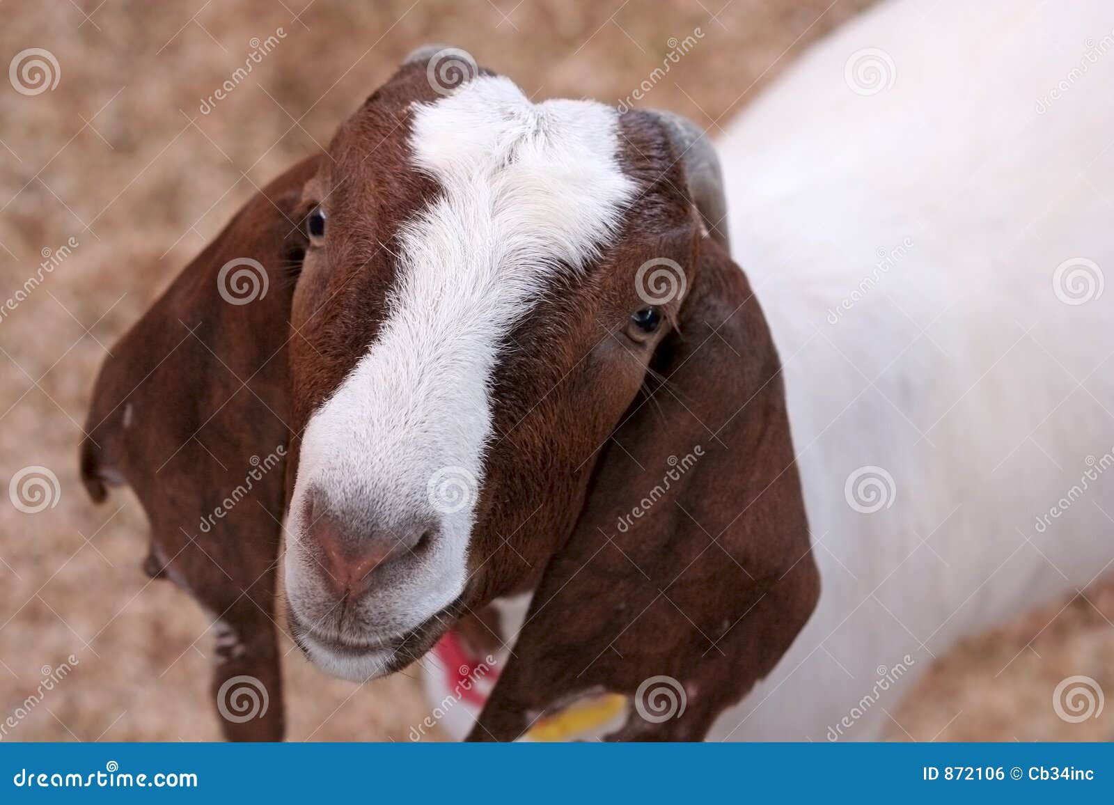 Cute goat stock photo. Image of gray, head, cage, country - 872106