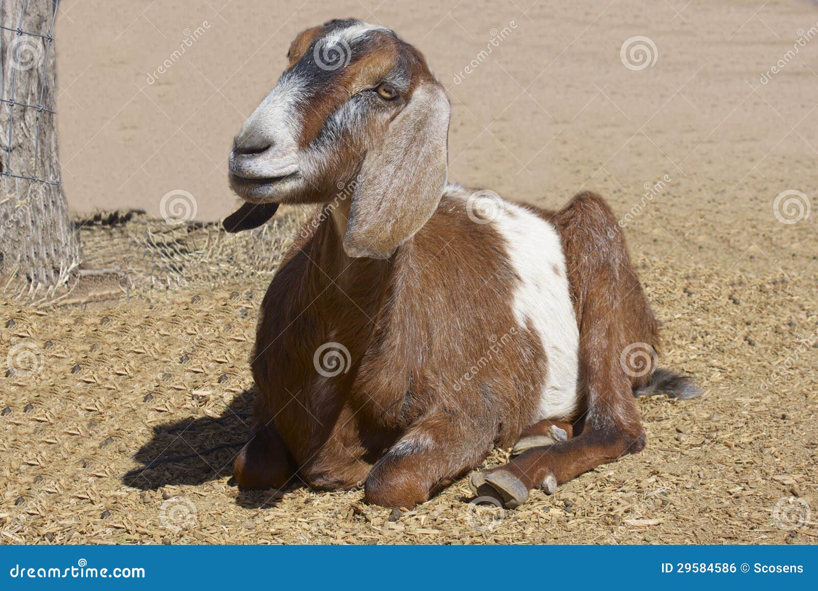 Cute Goat Bedded stock photo. Image of nature, mammal - 29584586