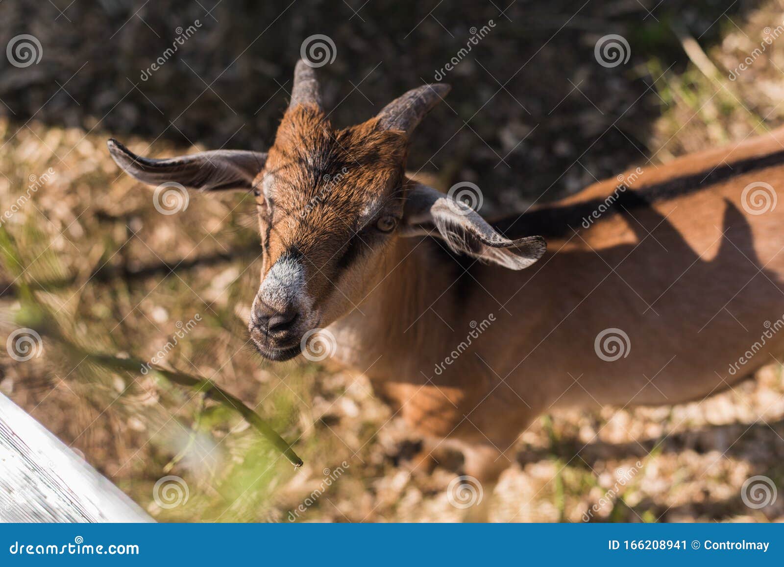 Cute Goat Eating a Branch of Grass. Brown Goat in a Pen Outdoors Stock ...