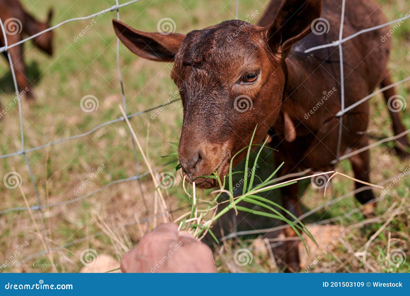 Cute Goat Eating Grass in a Farm at Daytime Stock Image - Image of ...