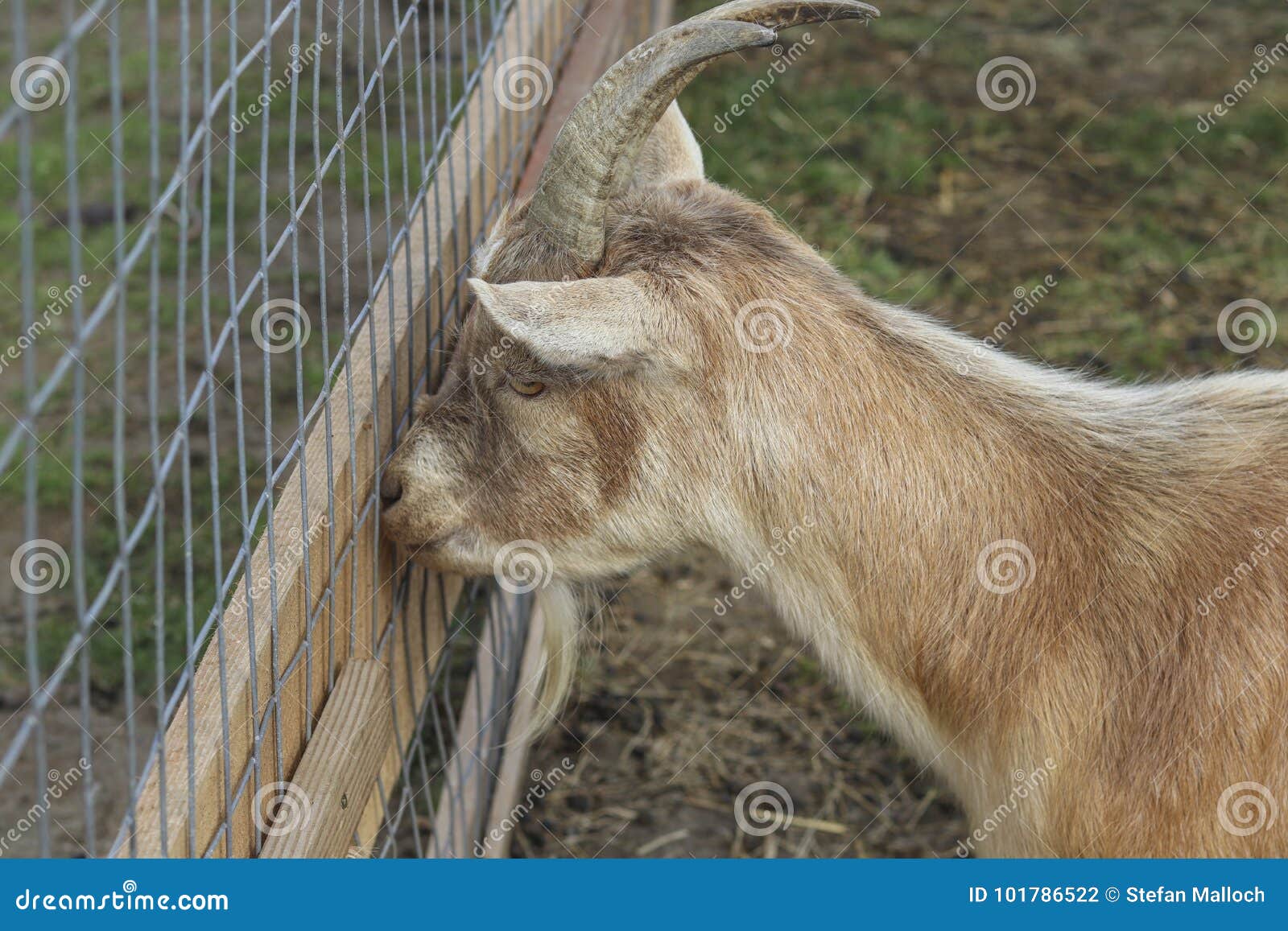 Cute goat on a farm stock photo. Image of sheep, lamb - 101786522