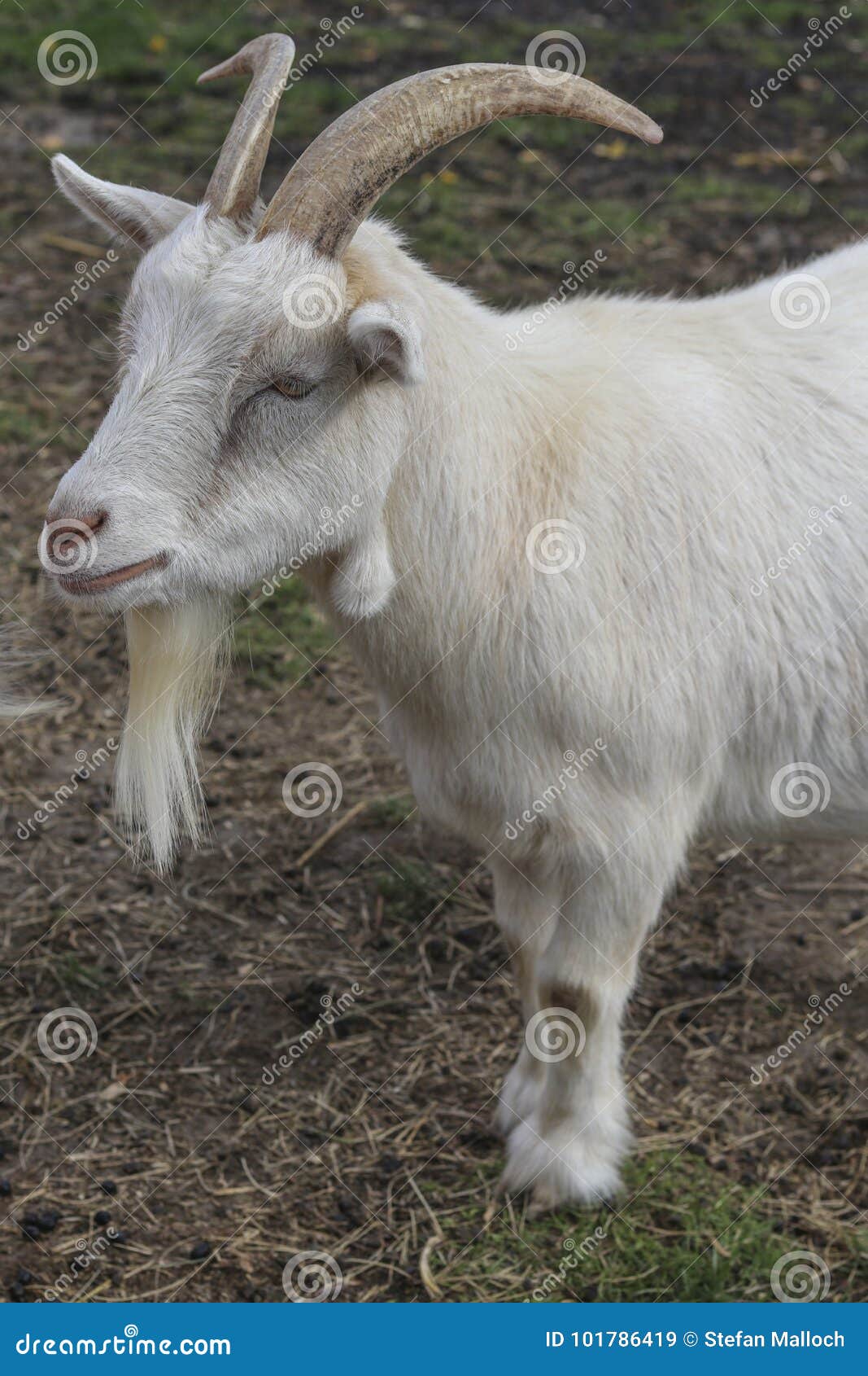 Cute goat on a farm stock image. Image of group, lamb - 101786419