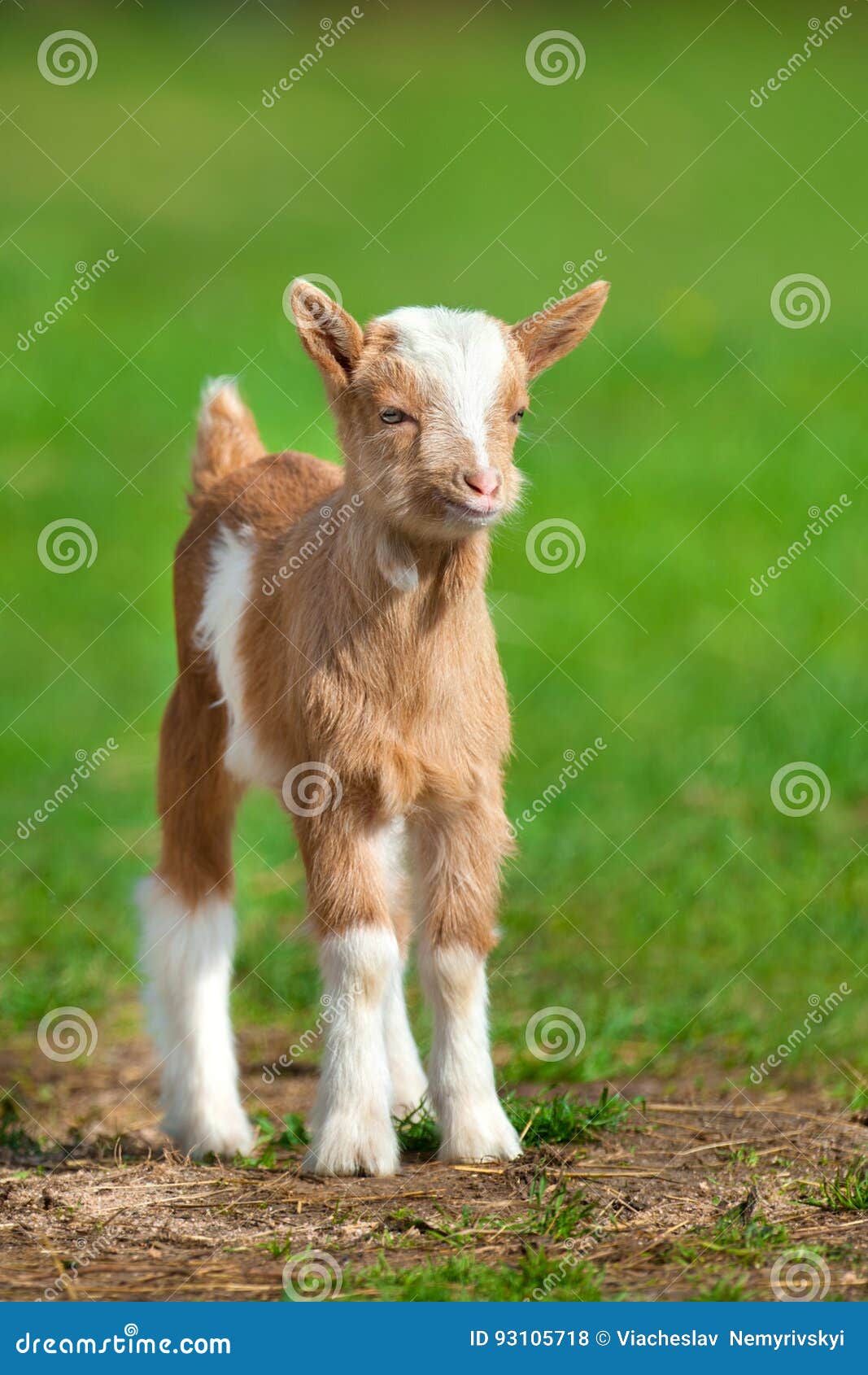 Cute Goat Stock Photography | CartoonDealer.com #56154014