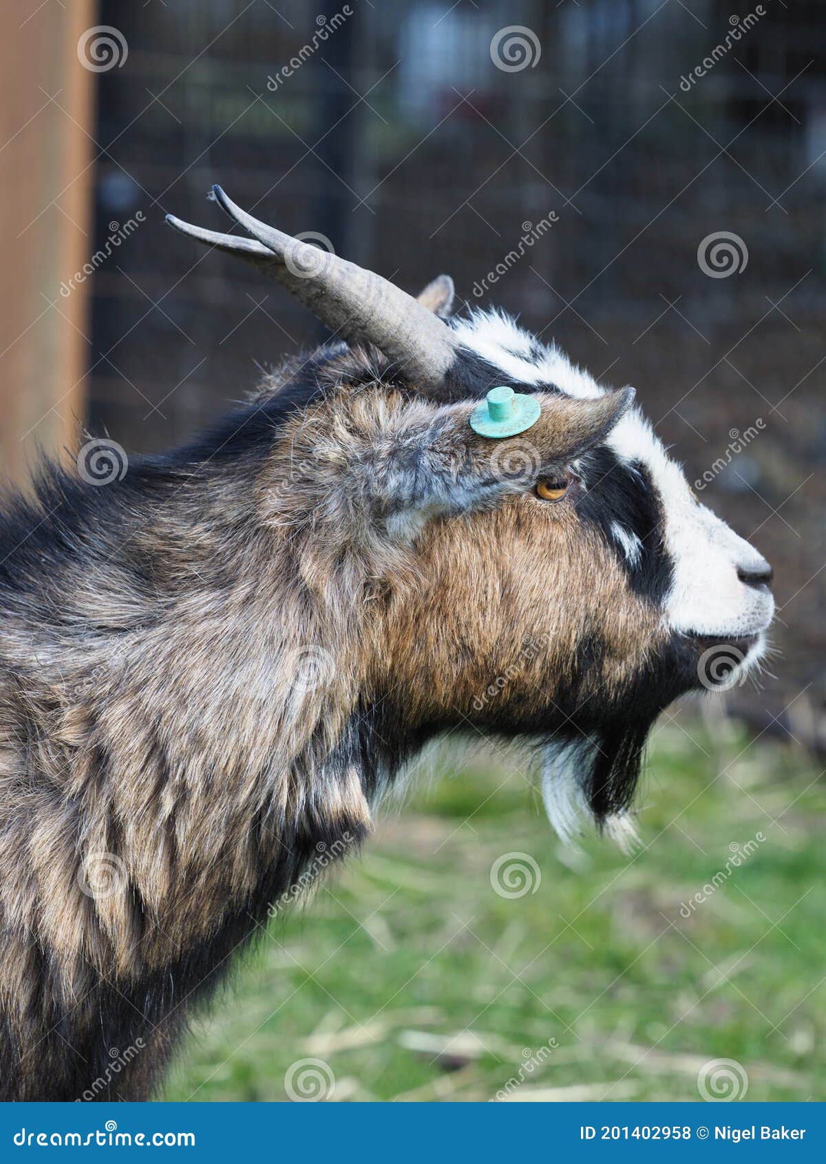 Cute Goat stock photo. Image of farm, pretty, goat, mammal - 201402958