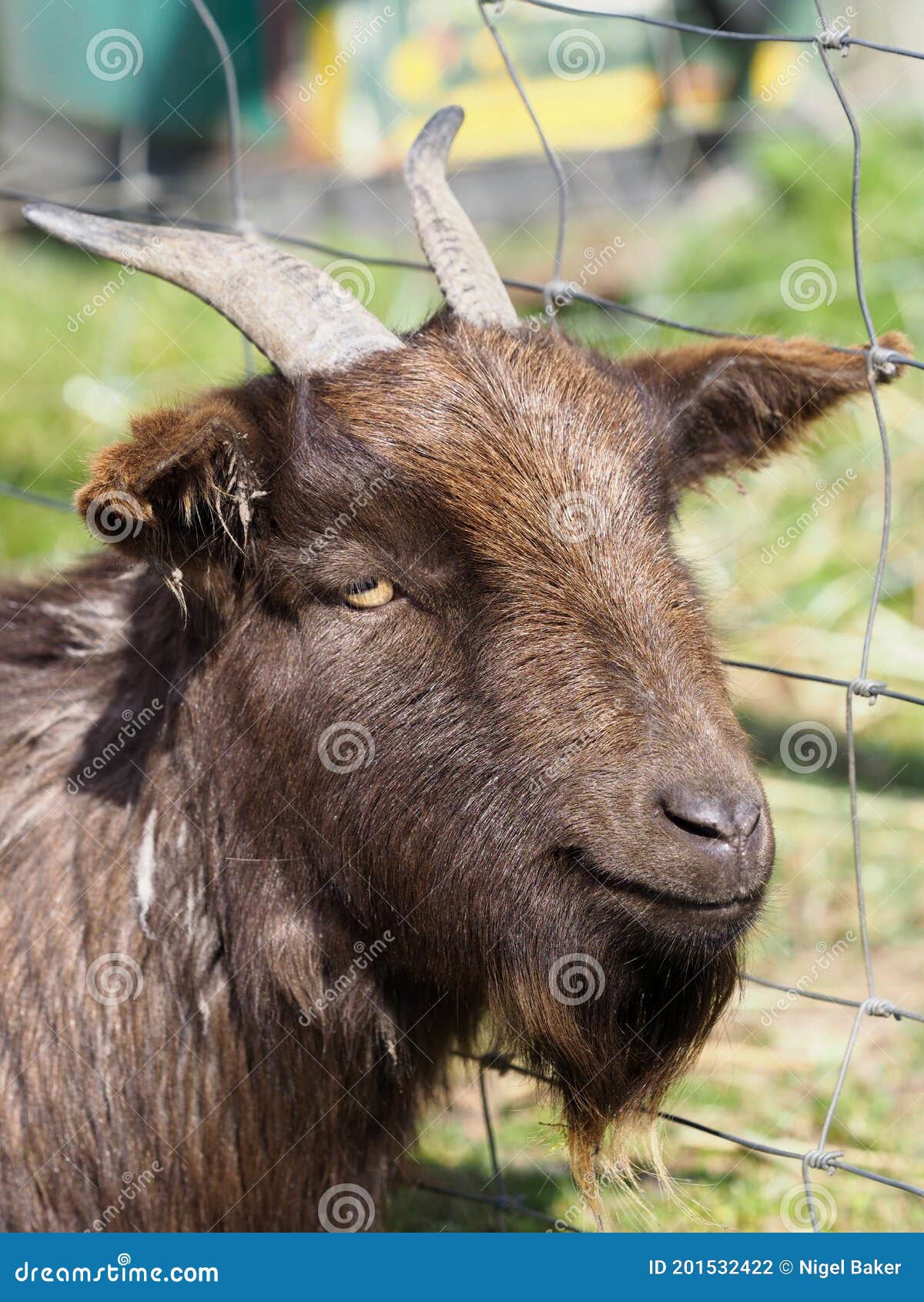 Cute Goat stock photo. Image of animal, horns, pretty - 201532422