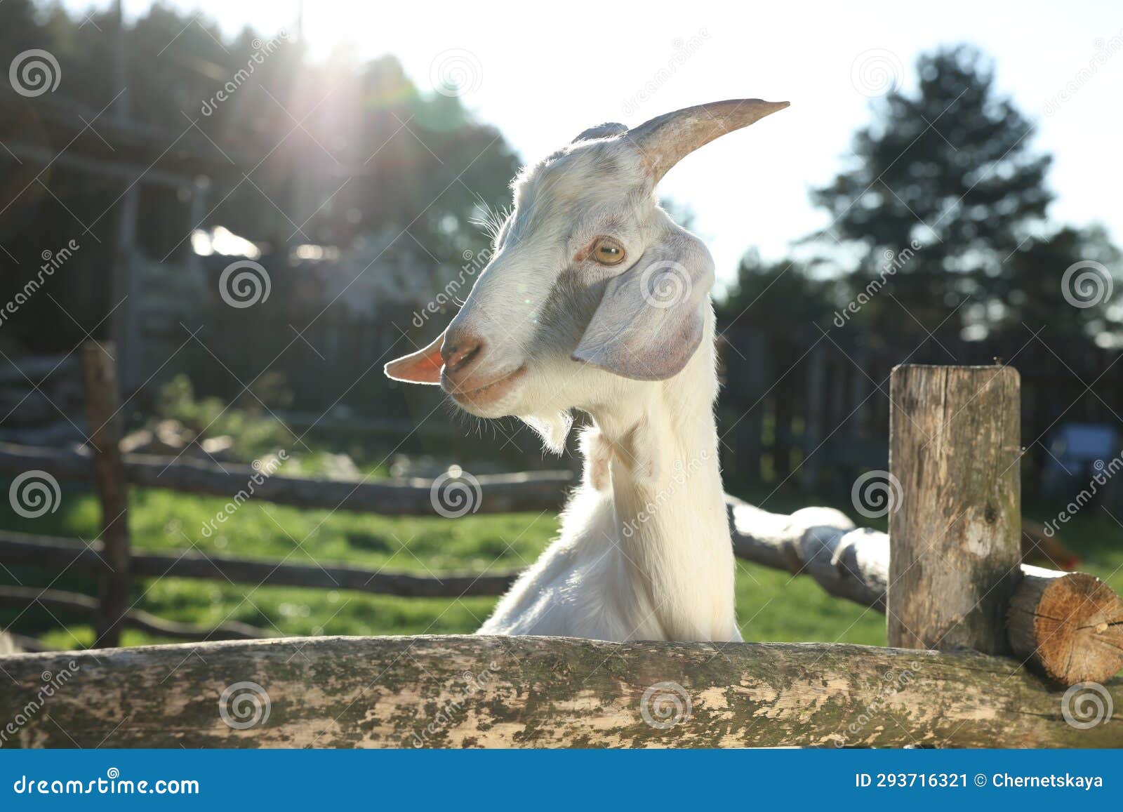 Cute Goat Inside of Paddock at Farm Stock Image - Image of horn, mammal ...