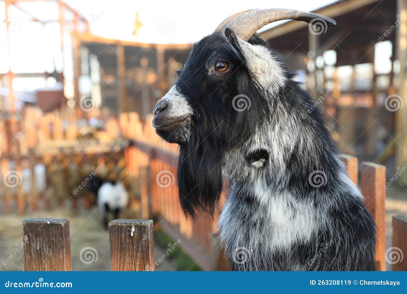 Cute Goat Inside of Paddock in Zoo Stock Image - Image of horns, black ...