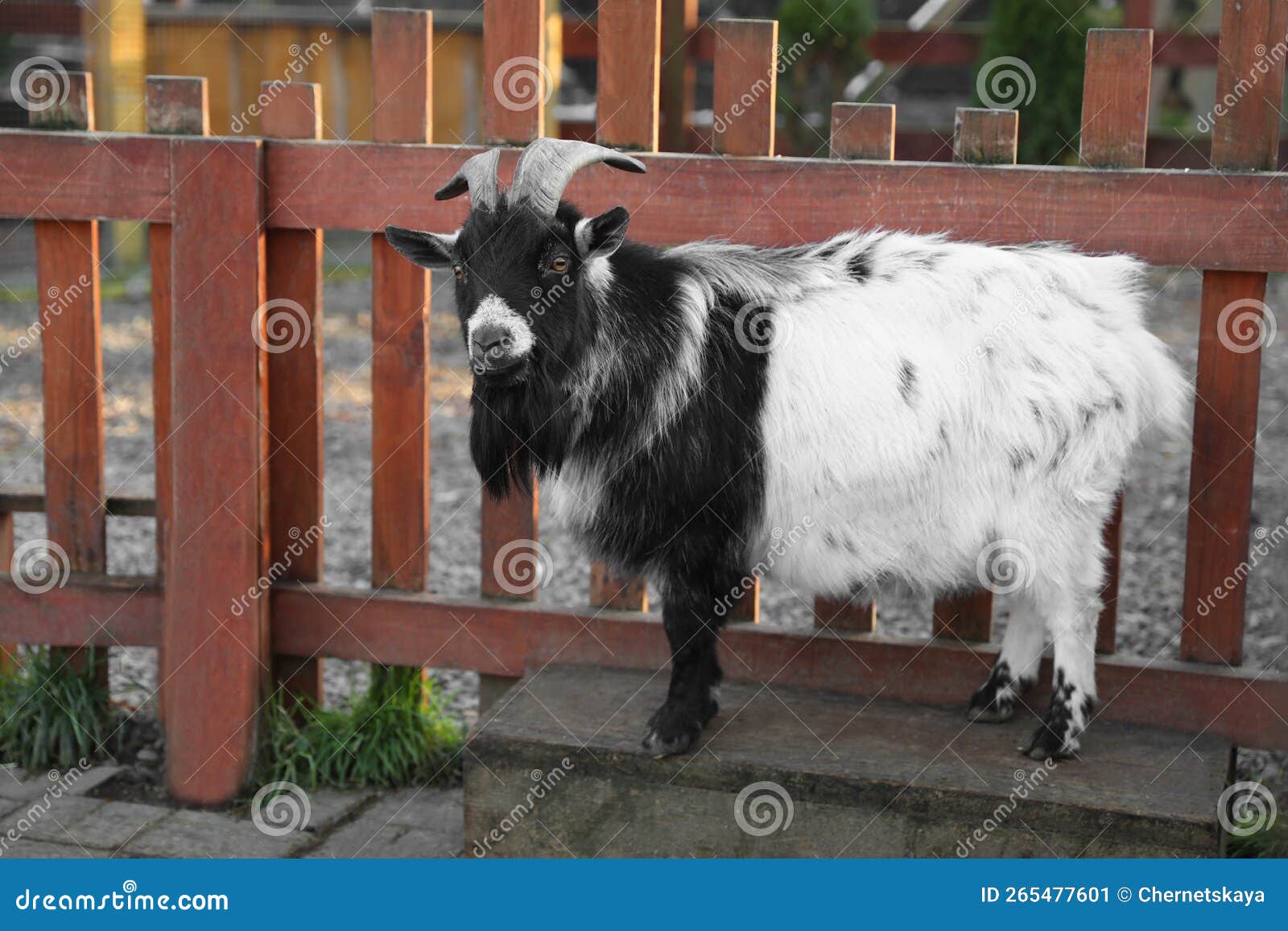 Cute Goat Inside of Paddock in Zoo Stock Image - Image of outdoors ...