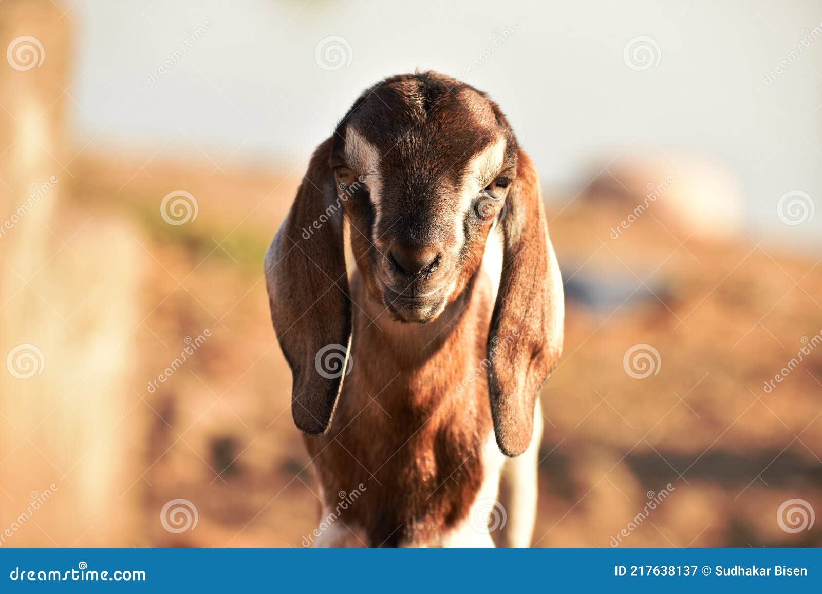 Cute Goat Kid Standing and Looking into the Camera. Stock Image - Image ...