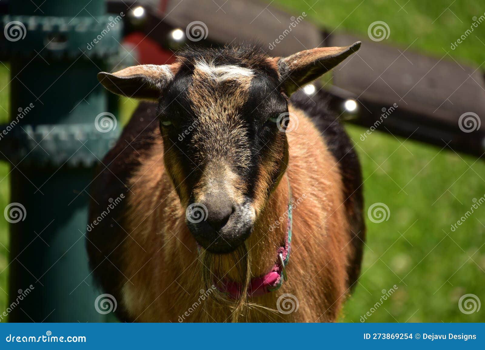 Cute Goat with a Long Beard on a Farm Stock Photo - Image of bearded ...
