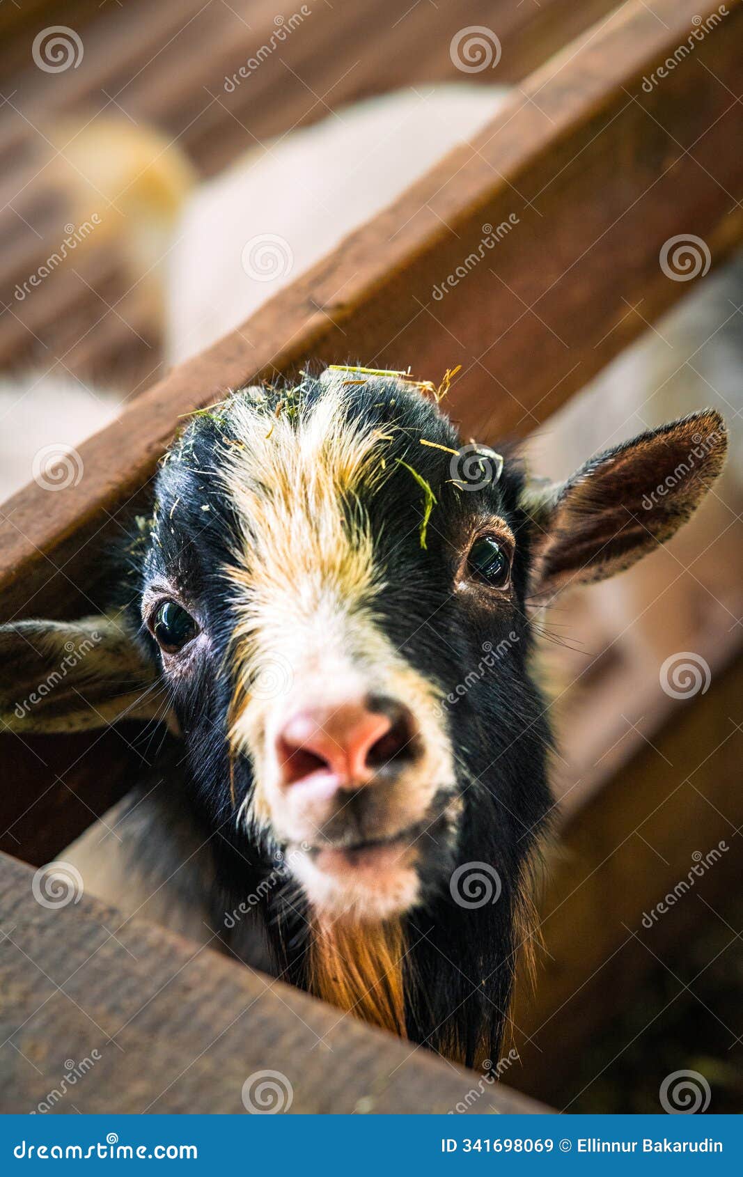 Cute Goat Looking at the Camera Stock Image - Image of animal, farm ...
