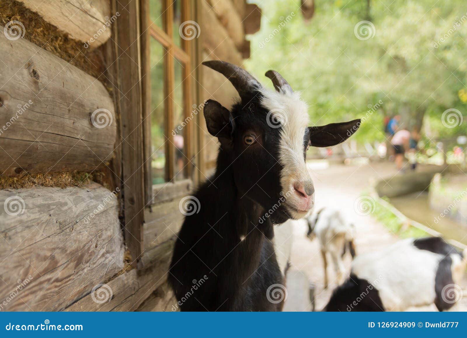 Cute Goat Looking at Camera Stock Image - Image of summer, domestic ...