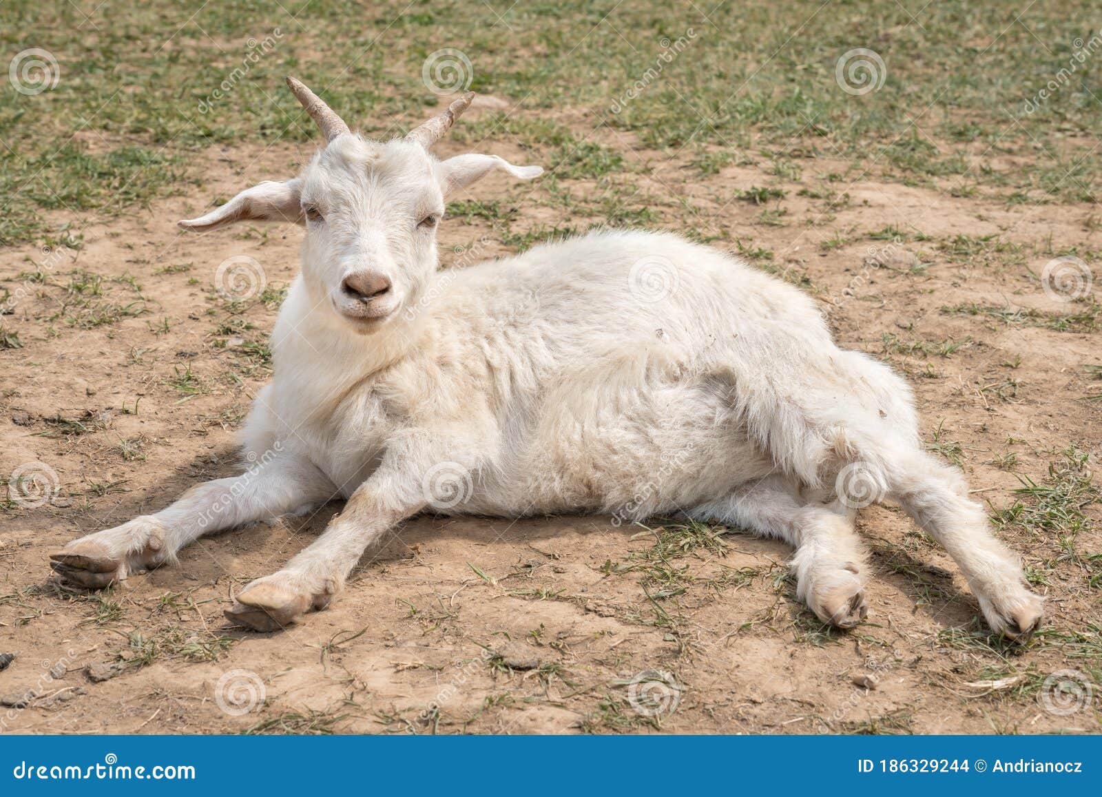 Cute Goat Lying on the Ground Stock Photo - Image of farm, animal ...