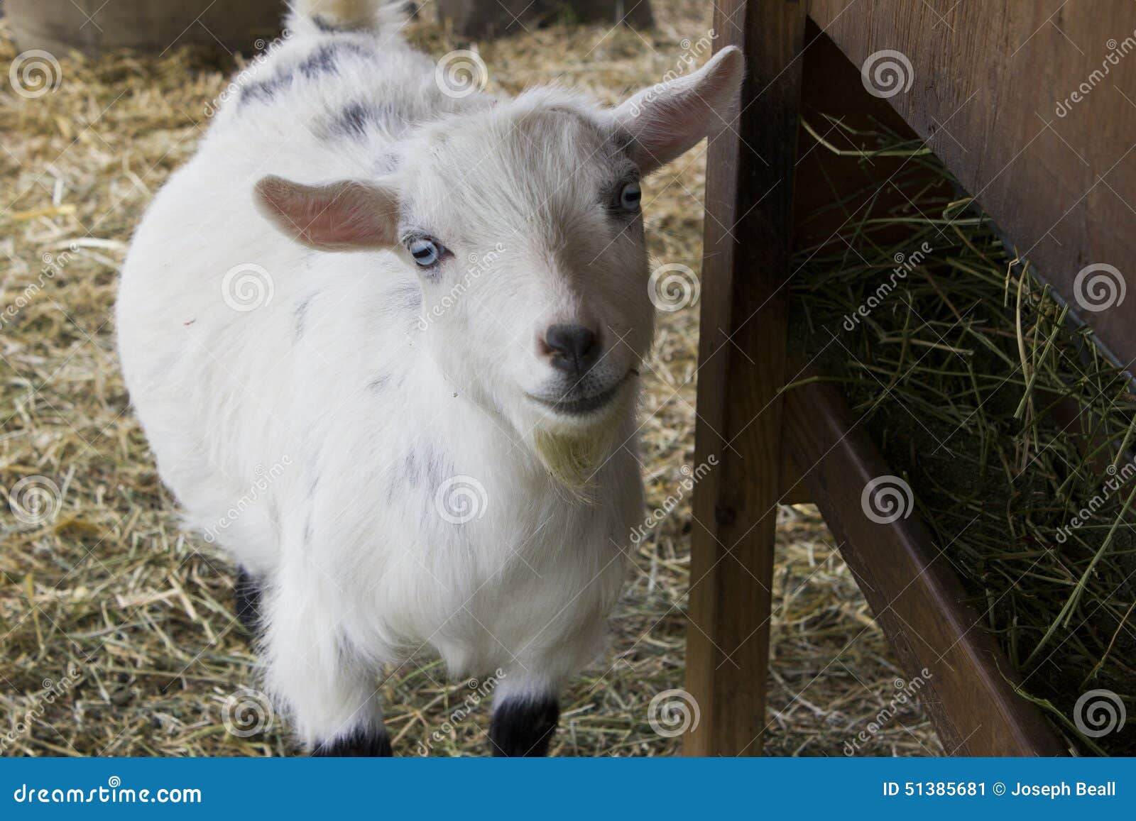 Cute Goat stock image. Image of goat, goats, female, grass - 51385681