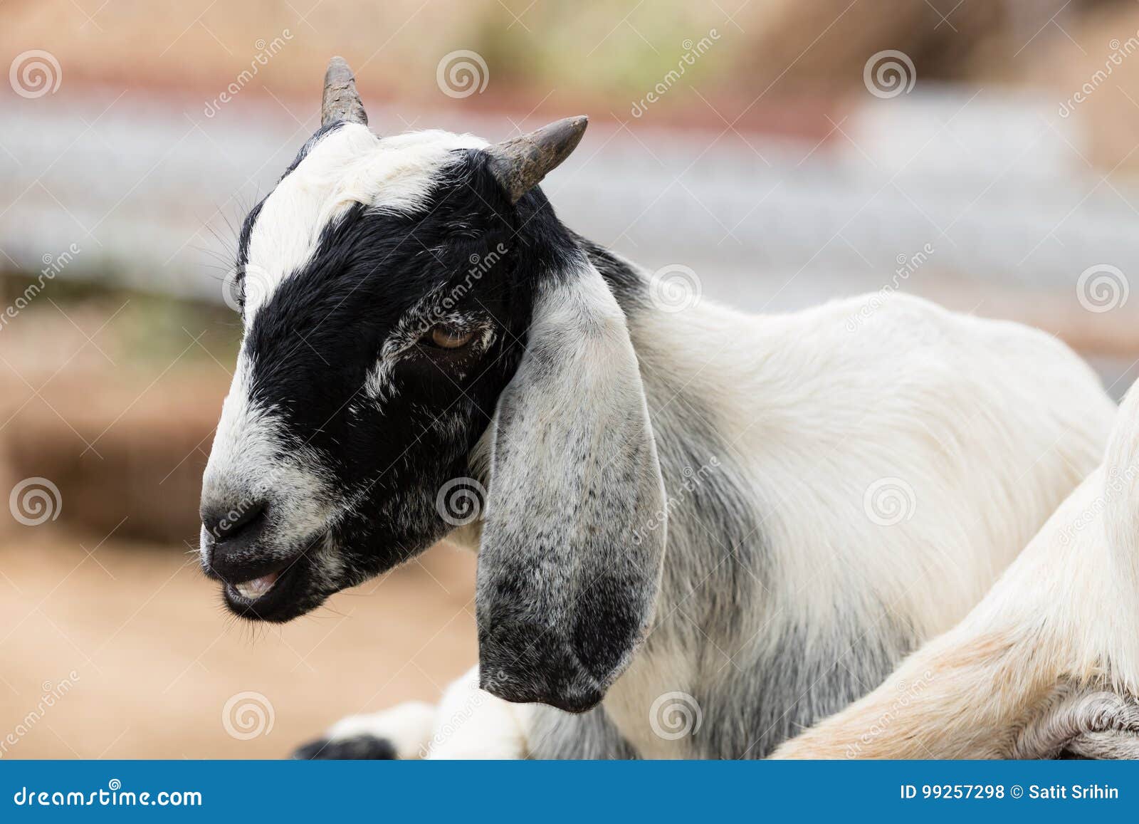Cute of goat resting stock photo. Image of farm, nature - 99257298