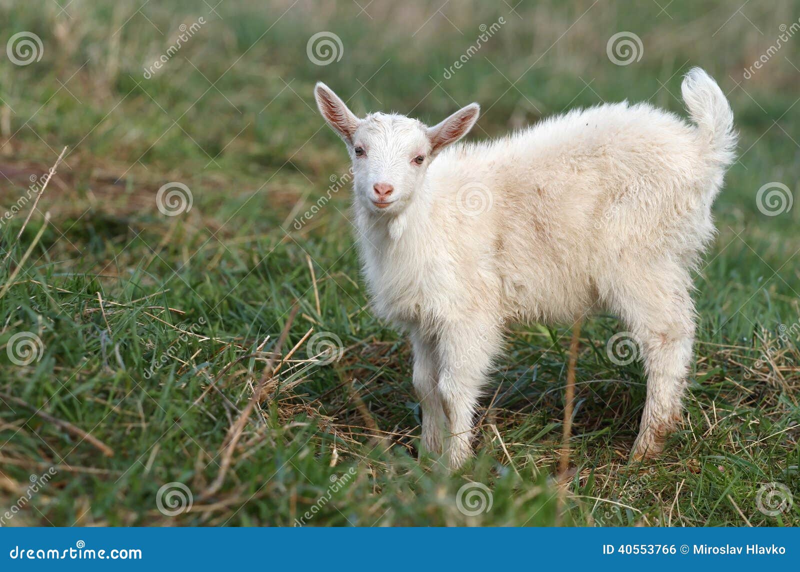 Cute goat stock photo. Image of agriculture, farm, fauna - 40553766