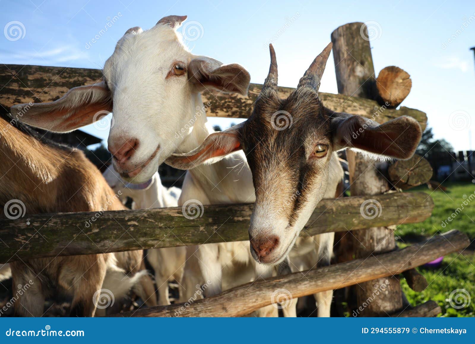 Cute Goats Inside of Paddock at Farm Stock Image - Image of livestock ...