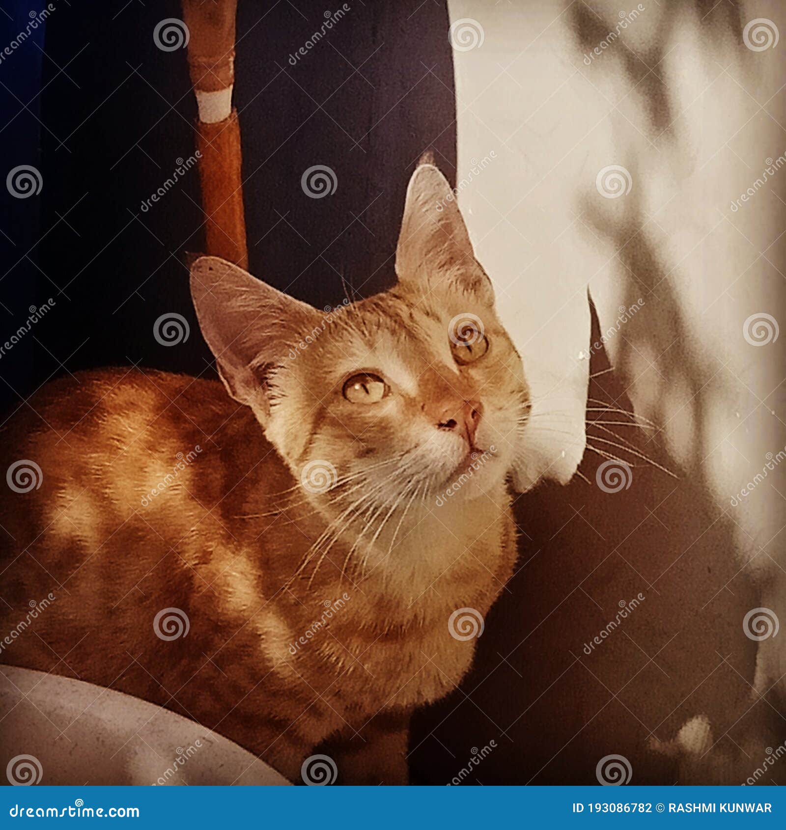 Cute golden colour cat stock photo. Image of cute, colour - 193086782