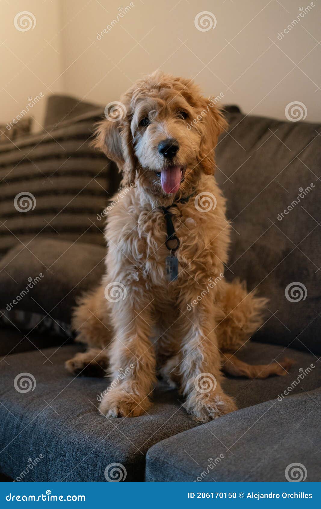 Cute Golden Doodle Puppy Sitting on Sofa Staring at Camera Stock Photo ... Cute Golden Doodle Puppy Sitting on Sofa Staring at Camera Stock Photo ...