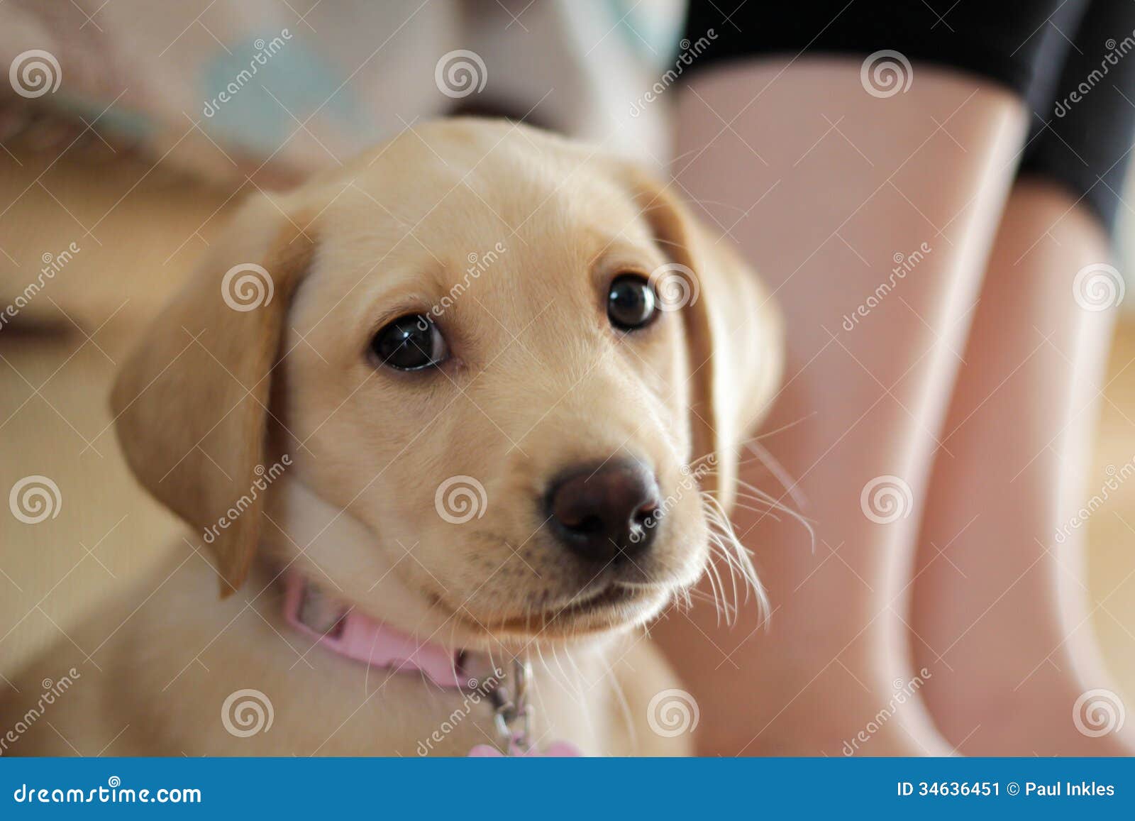 A Cute Golden Labrador Puppy Stock Image - Image of landscape, labrador ...