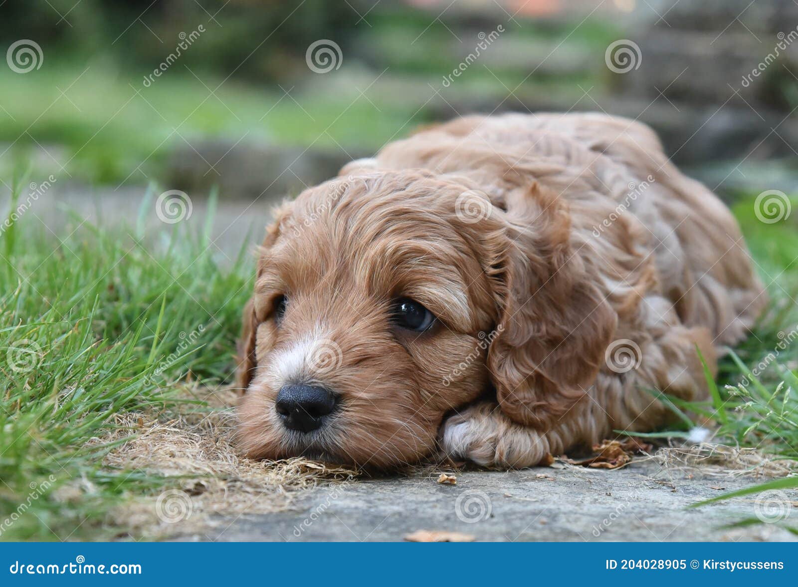 Cute Golden Red Cockapoo Puppy Lying in the Garden Thinking Stock Image ...
