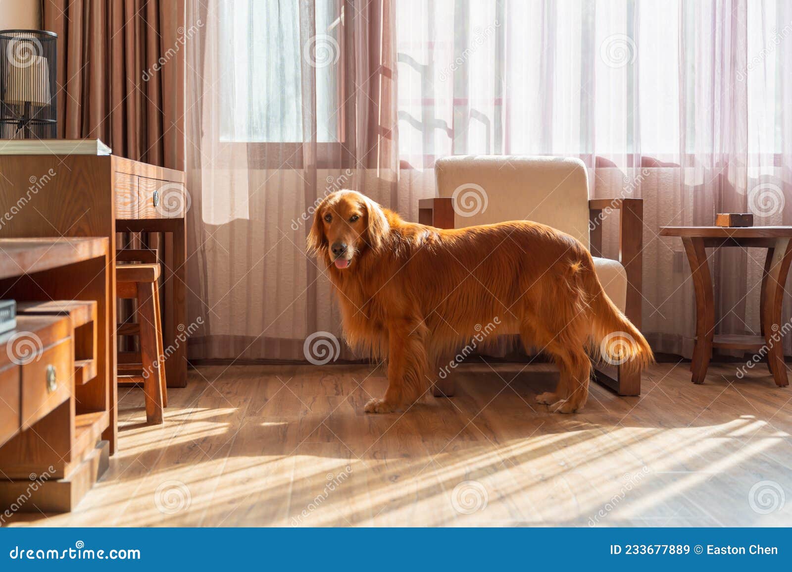 Cute Golden Retriever, Indoor Shot Stock Image - Image of shooting ...