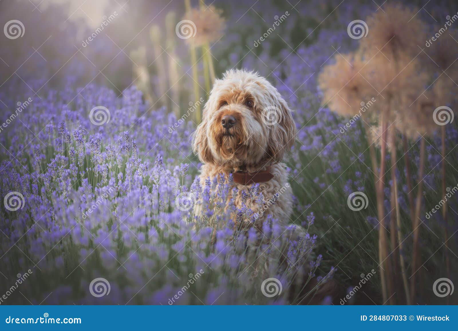 Cute Goldendoodle Sitting in a Field of Blue Lavender. Stock Image ...