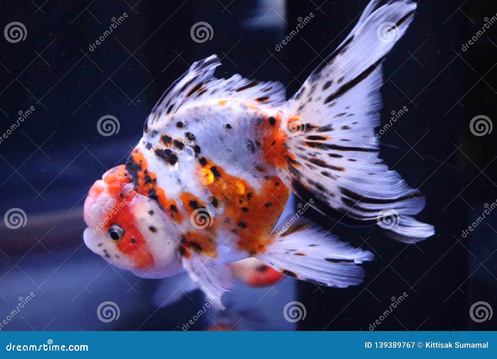 A Cute Goldfish in Water Tank Stock Image - Image of cute, isolated ...