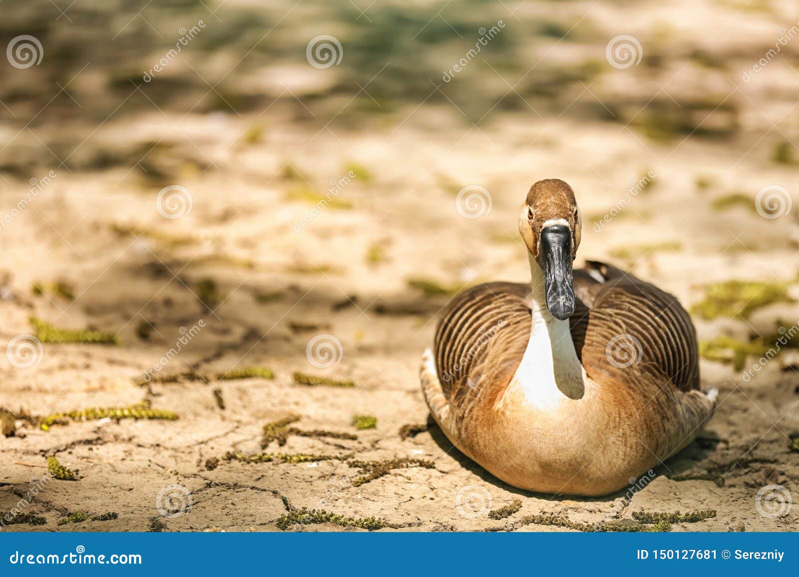 Cute Goose Outdoors on Sunny Day Stock Image - Image of domesticated ...