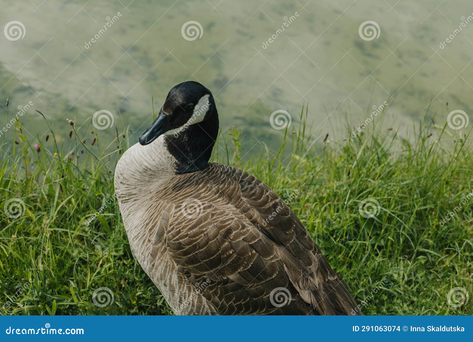 Cute Goose in the Summer Meadow Stock Photo - Image of adorable, bird ...