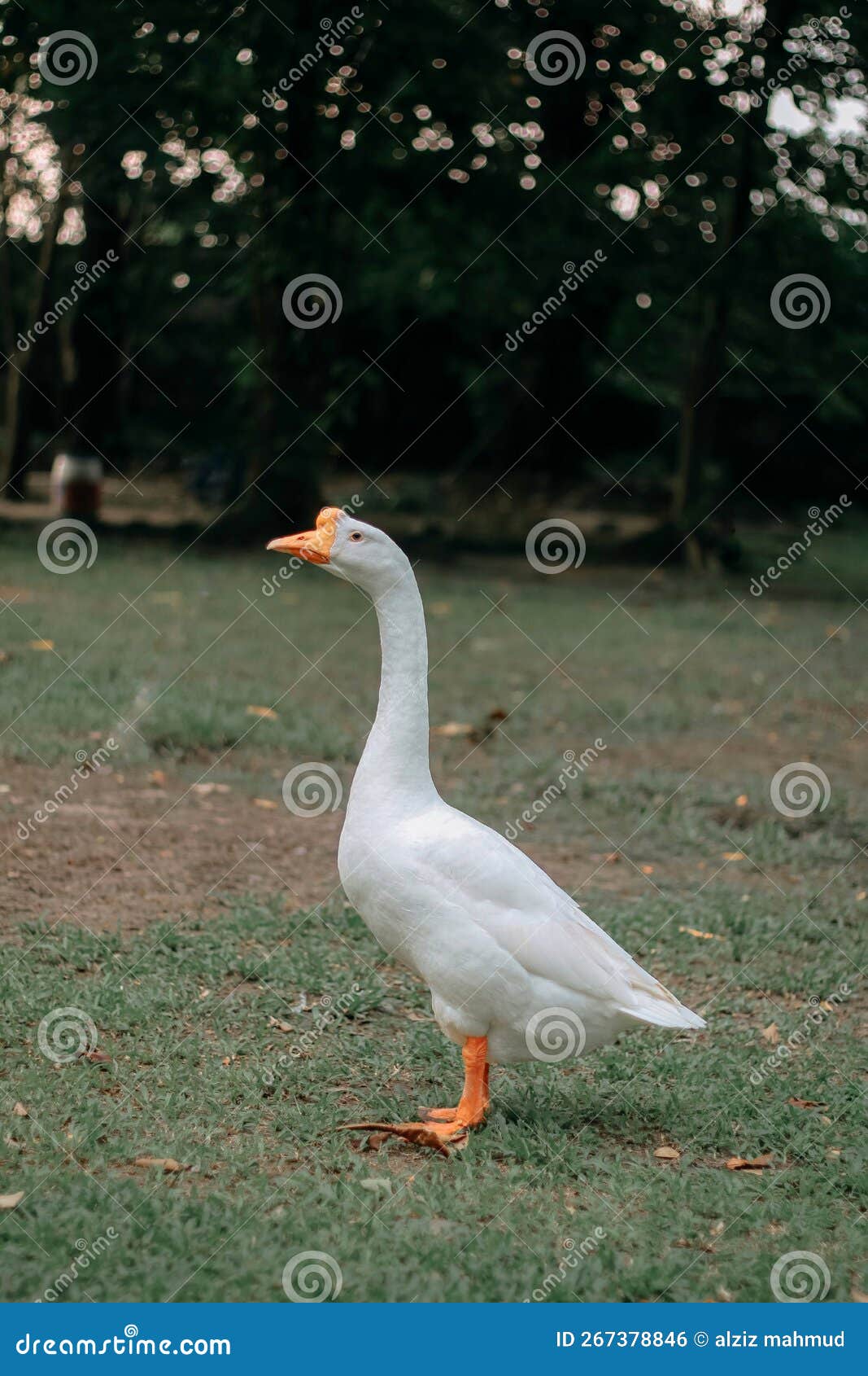 The Cute Goose is White, Clean and Adorable Stock Photo - Image of ...