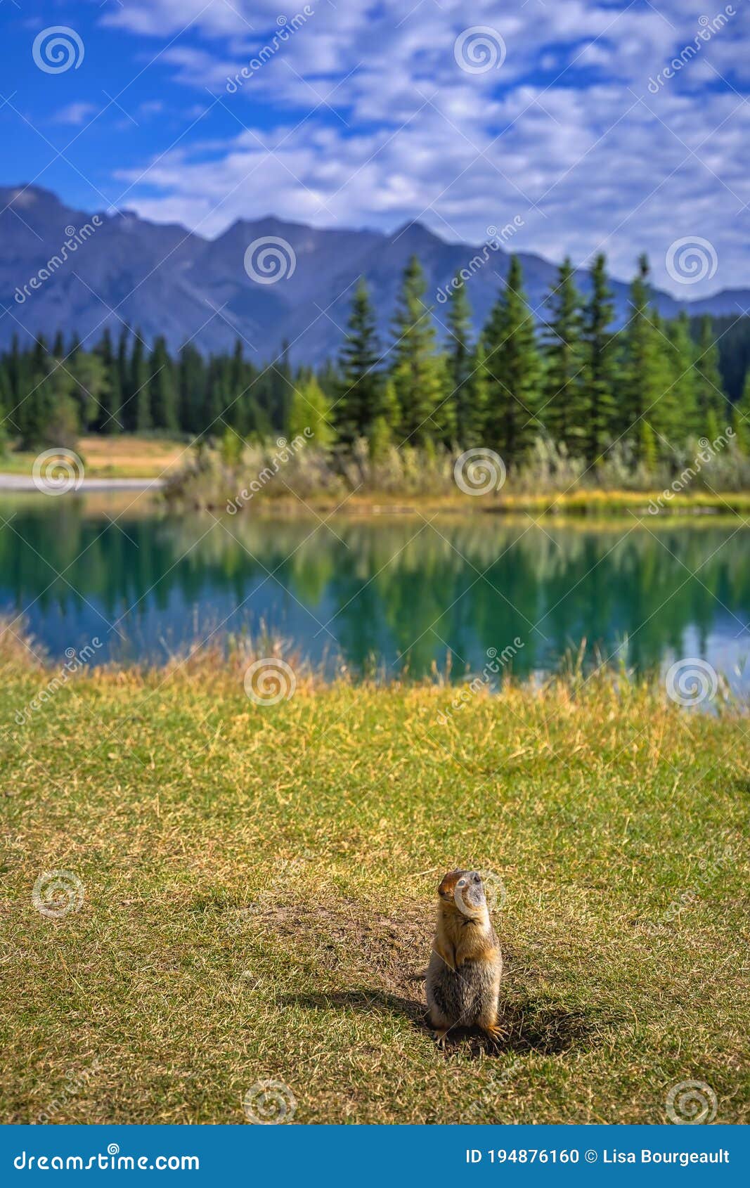 A Cute Gopher in a Banff Park Stock Photo - Image of closeup ...