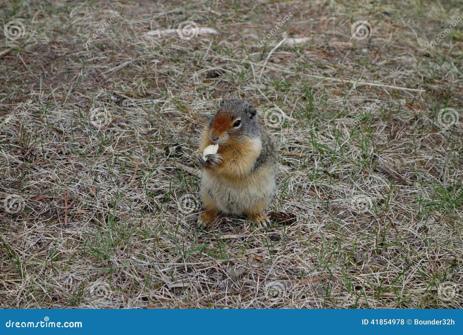 A cute gopher eating bread stock photo. Image of meadow - 41854978