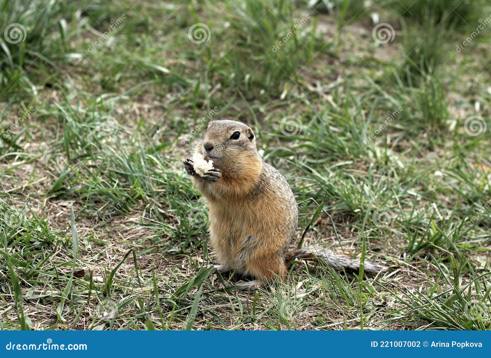 Gopher Eating Bread in the Park Stock Photo - Image of white, nature ...