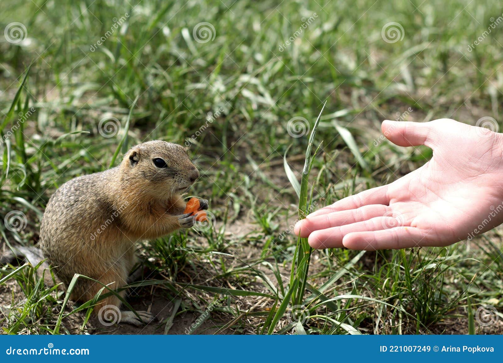 Gopher Eating Carrot with Human Hand Stock Image - Image of harmony ...