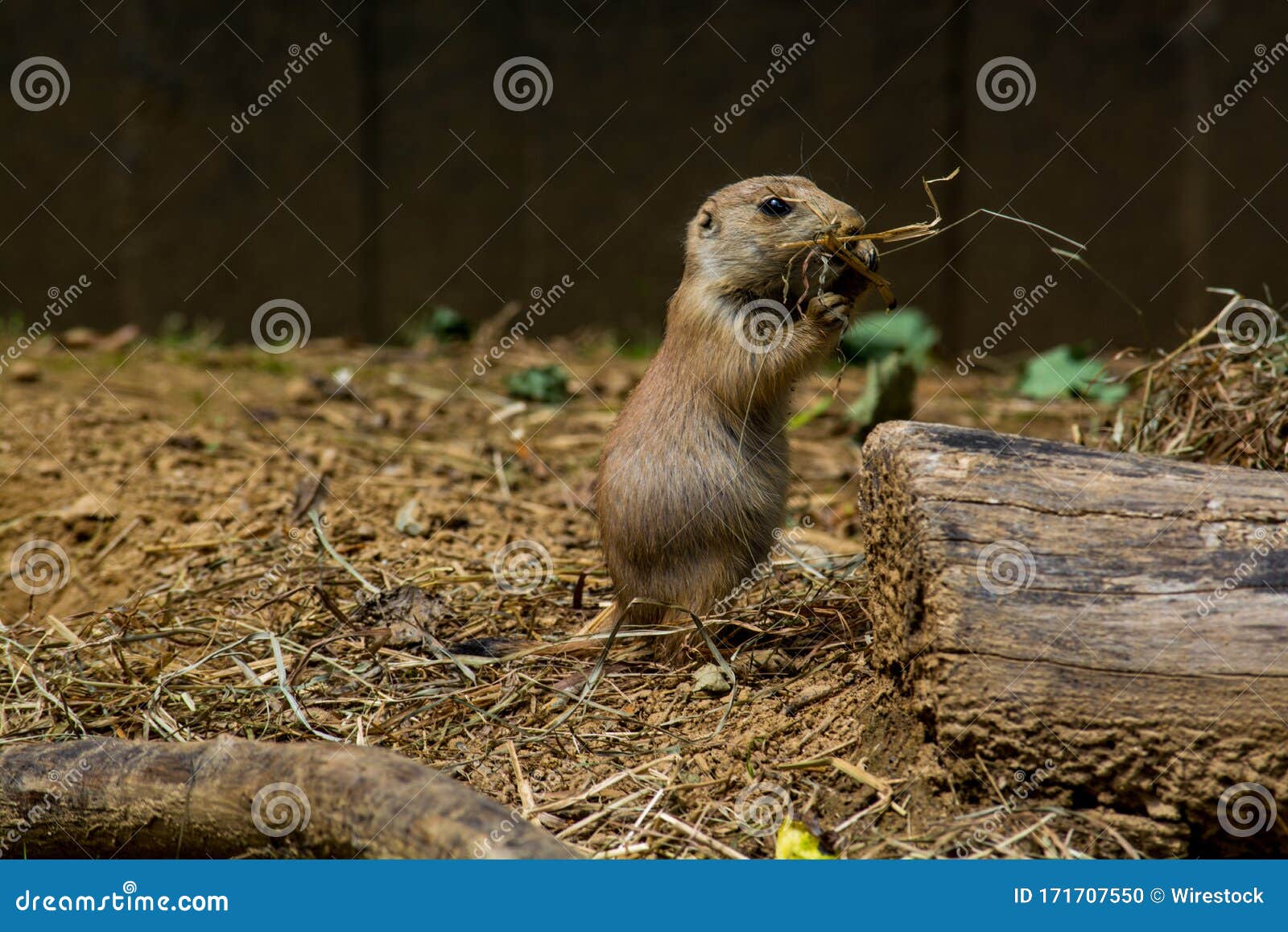 Cute Gopher Eating Dry Grass in a Cage during Daytime Stock Photo ...