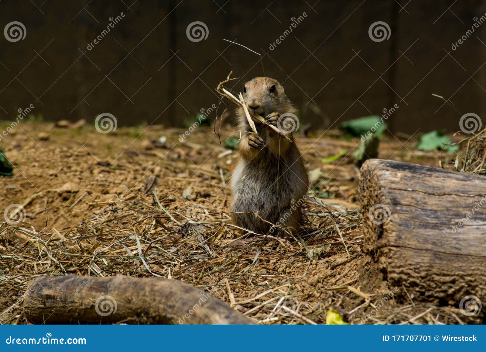 Cute Gopher Eating Dry Grass in a Cage during Daytime Stock Image ...