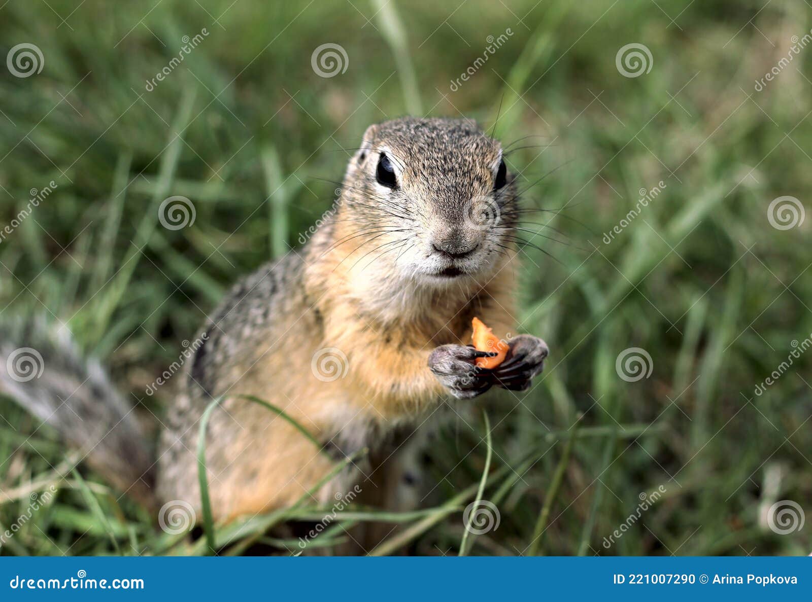 Gopher Eats Carrots in the Park Stock Photo - Image of park, cute ...