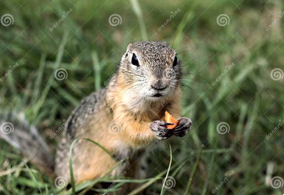 Gopher Eats Carrots in the Park Stock Photo - Image of park, cute ...