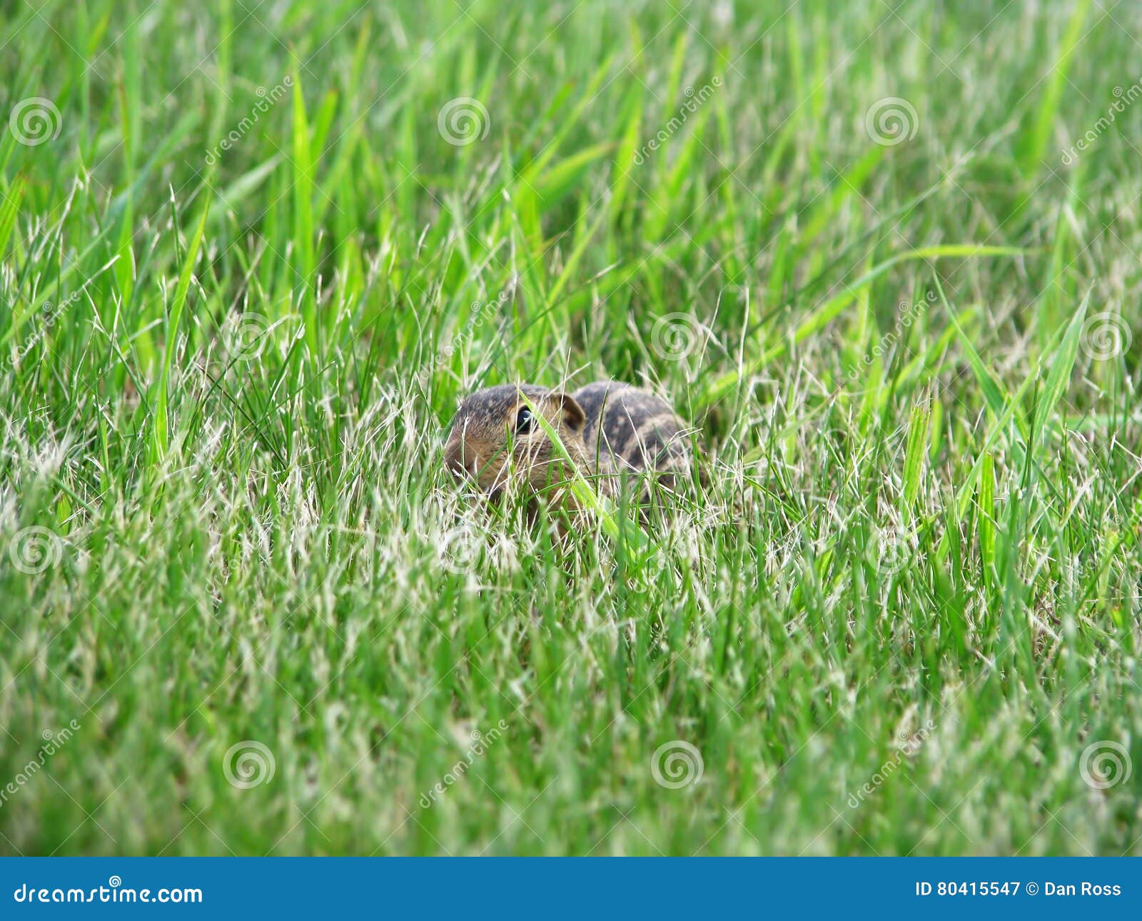 Cute gopher hides in grass stock image. Image of rodents - 80415547