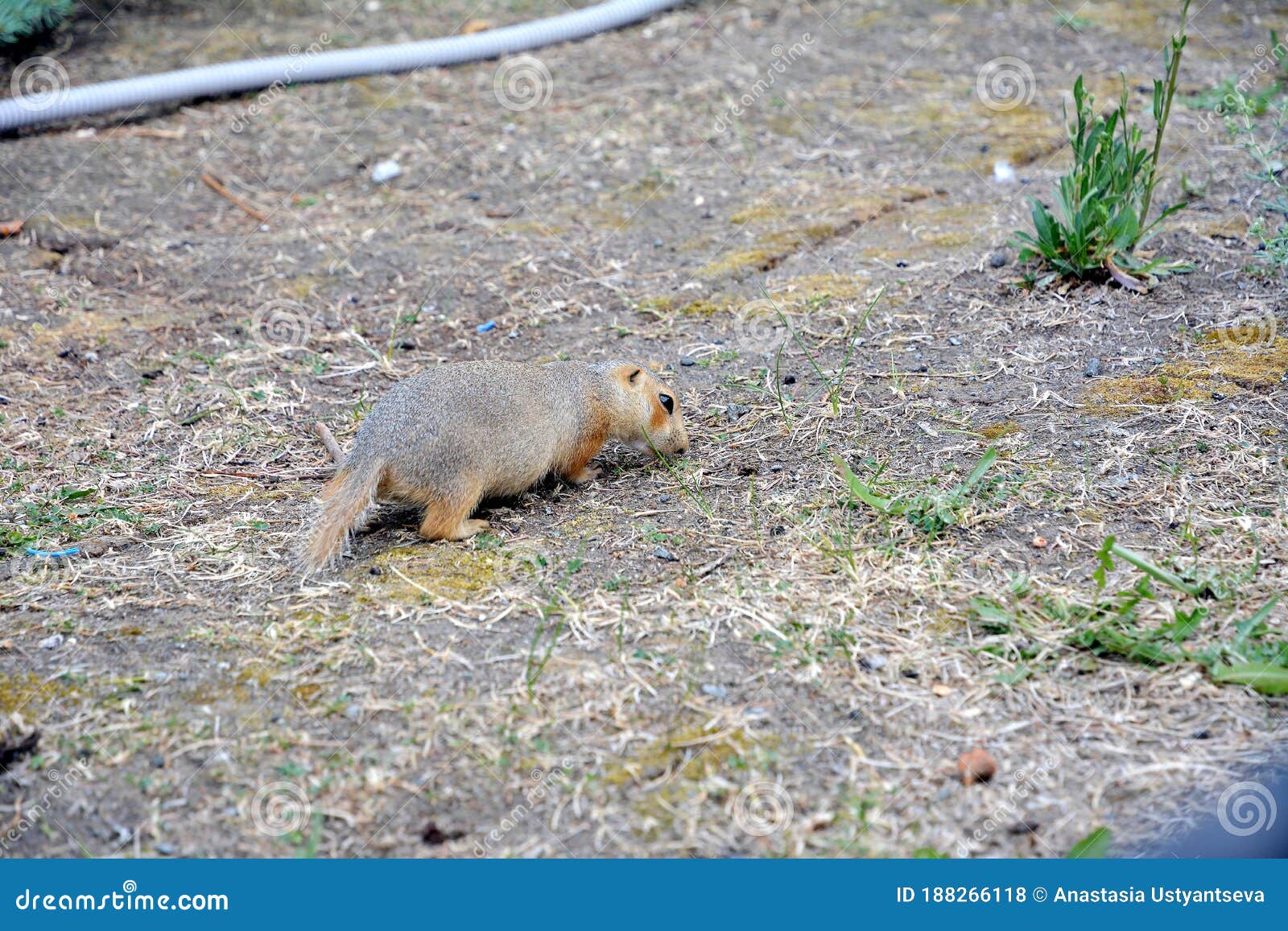 Cute Gopher in the Park among Greenery. Rodent Close-up in the Wild ...