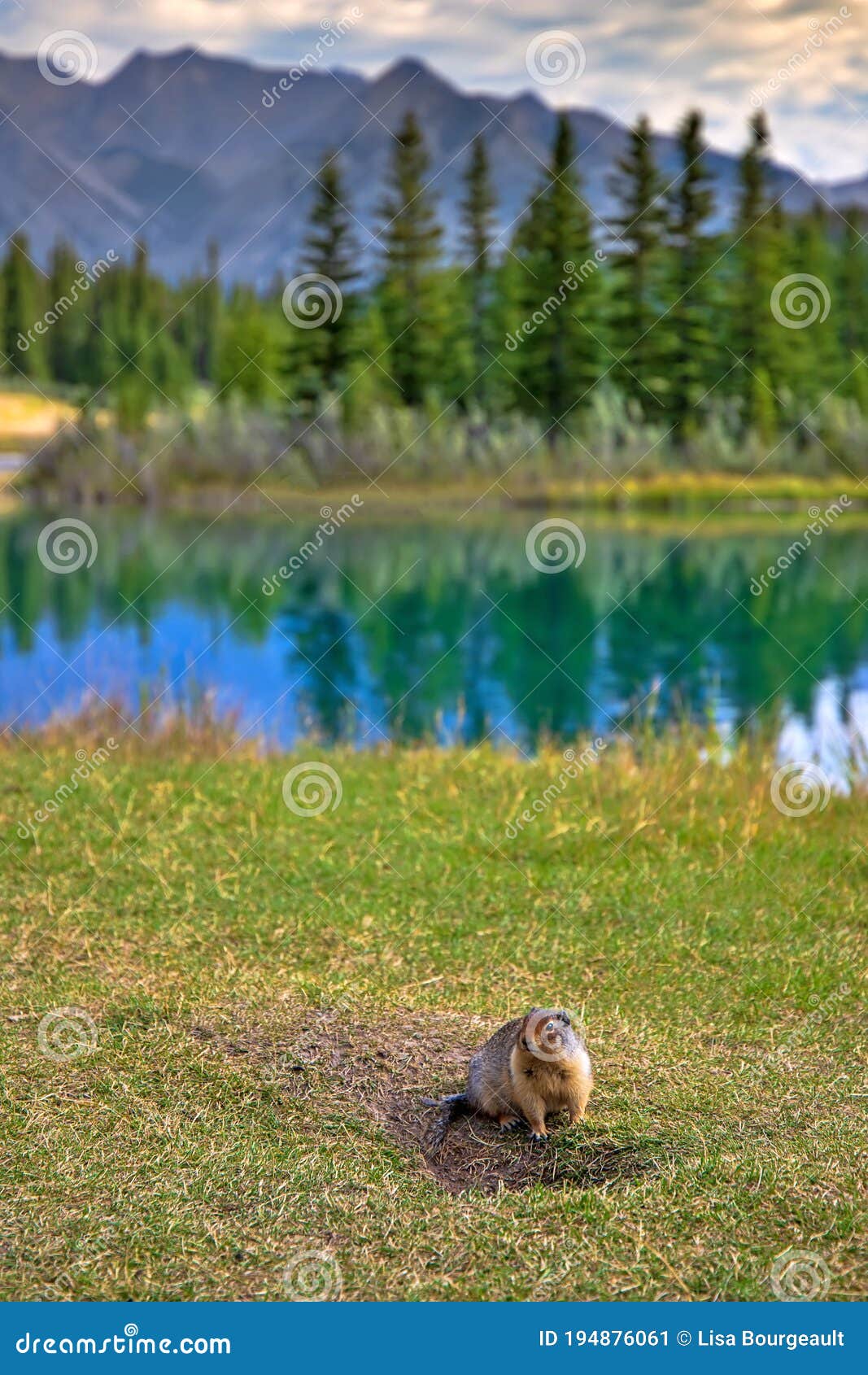 A Cute Gopher in a Banff Park Stock Image - Image of lake, wildlife ...