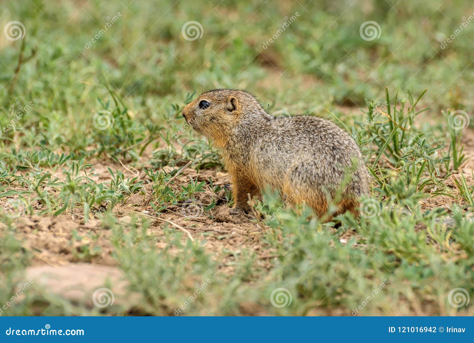 Gopher grass steppe rodent stock photo. Image of mammals - 121016942