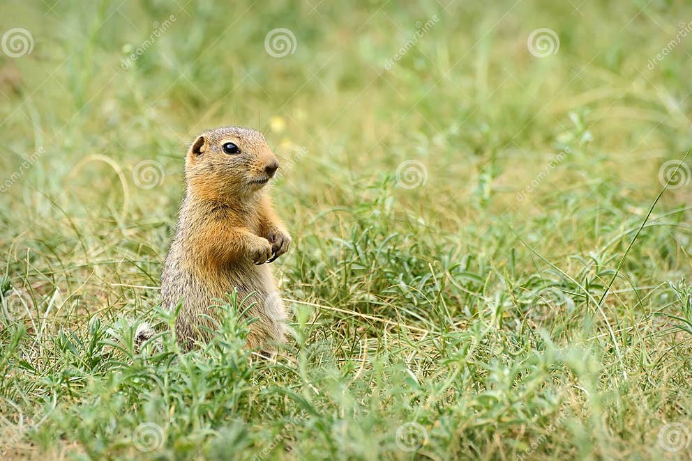 Gopher Stands Grass Steppe Rodent Stock Image - Image of anxiety ...