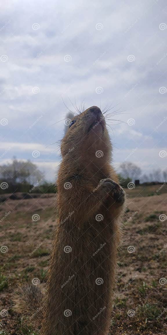 Cute gopher on the field stock photo. Image of small - 344464764