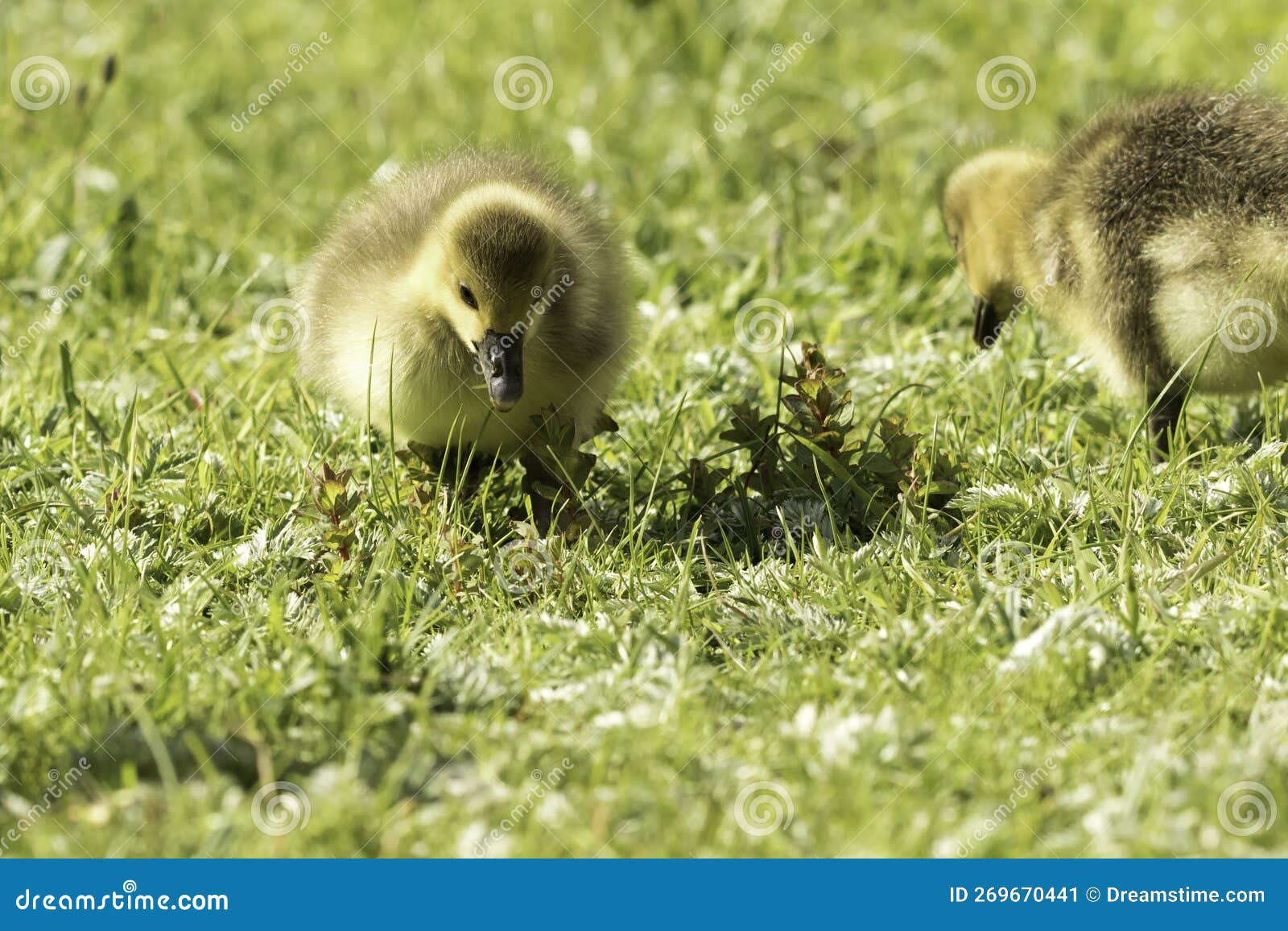 Cute Gosling in the Spring Grass Stock Image - Image of summer ...