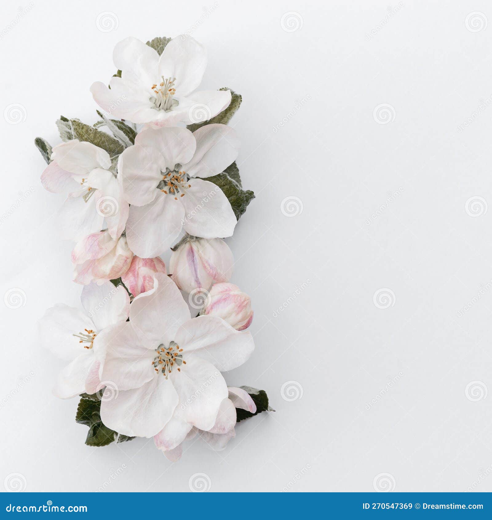 Cute Graceful Fragile Delicate Spring Apple Flowers Stock Image - Image ...